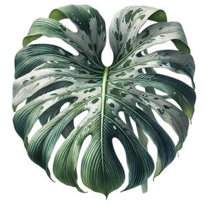 Variegated Monstera Clipart, Jungle Theme Images, Monstera Adansonii ...