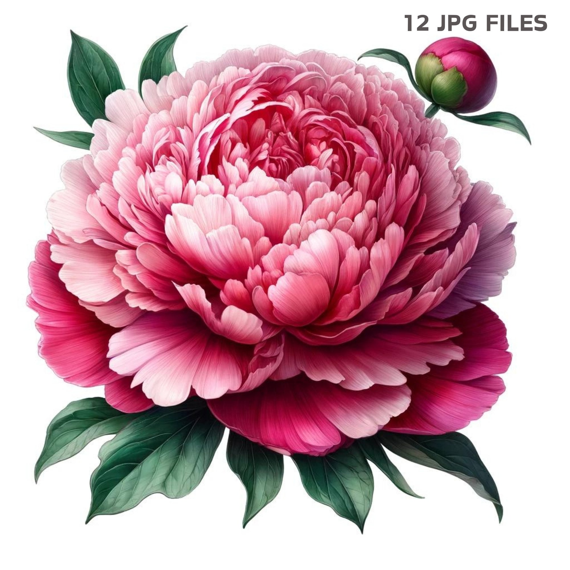 Pink Peonies Clip Art Bundle for Wedding Invites, Digital Planners ...