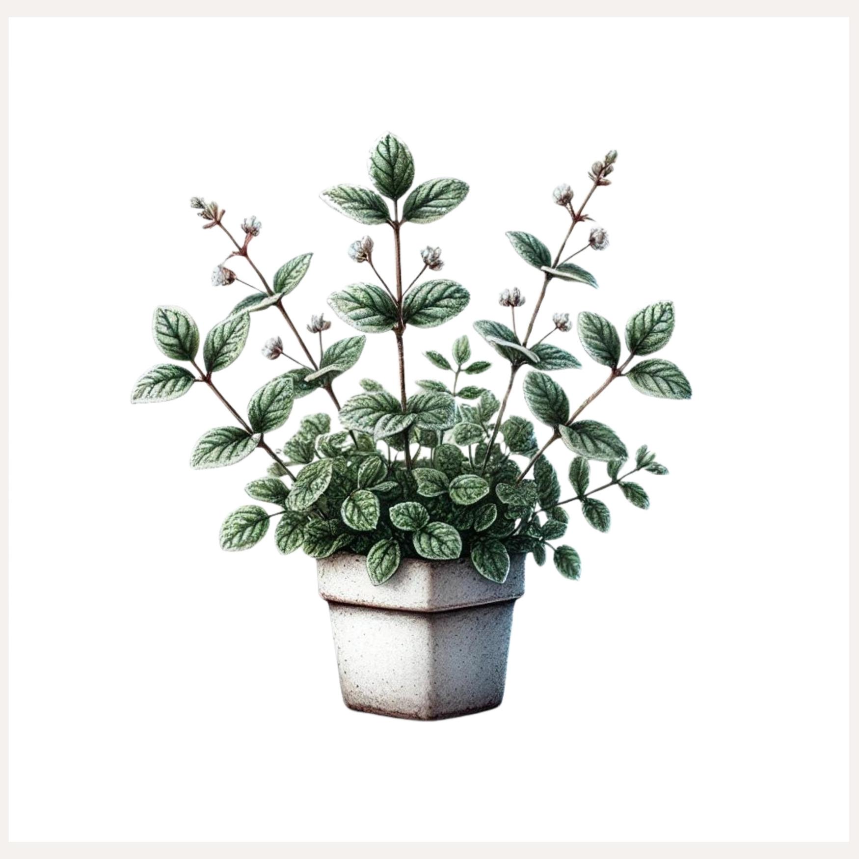 Greenery Clipart Set, Potted Plants, Miniature Trees, DIY Crafting Kit ...