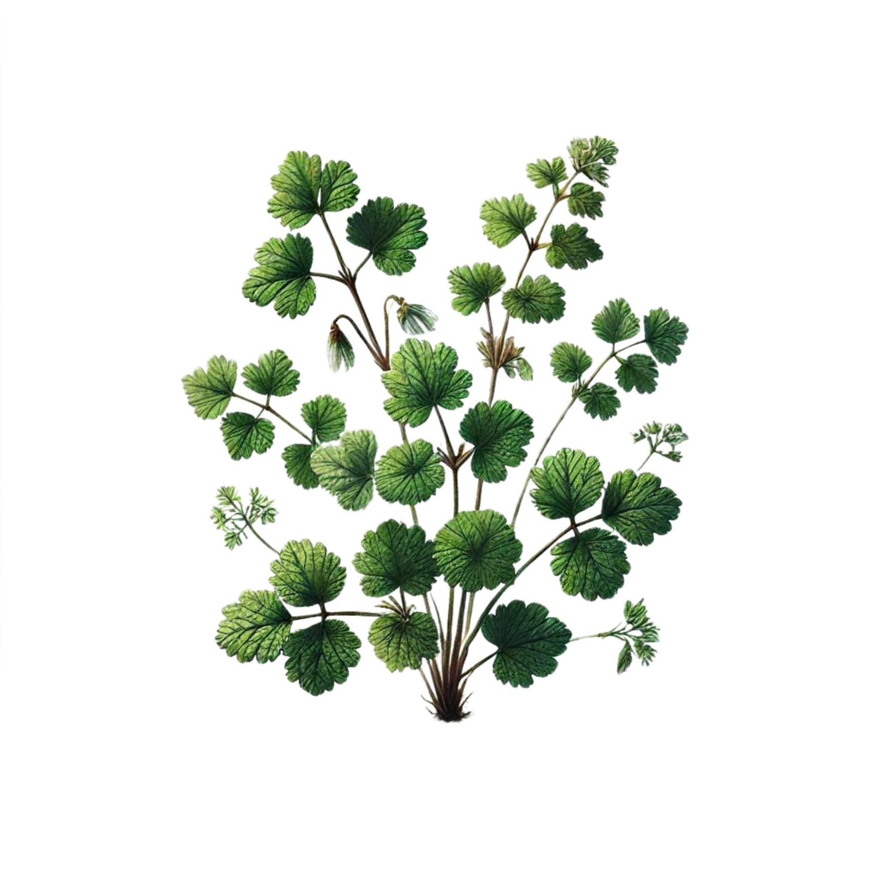 Greenery Clipart Set, Potted Plants, Miniature Trees, DIY Crafting Kit ...