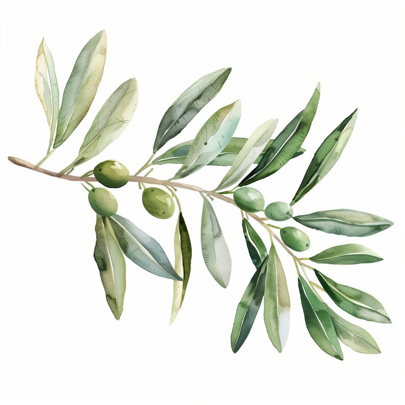 Olive Branch Watercolor Clipart, Digital Download for Wedding, Botanical Olive Clipart, Digital ...