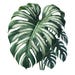 Variegated Monstera Clipart, Jungle Theme Images, Monstera Adansonii ...
