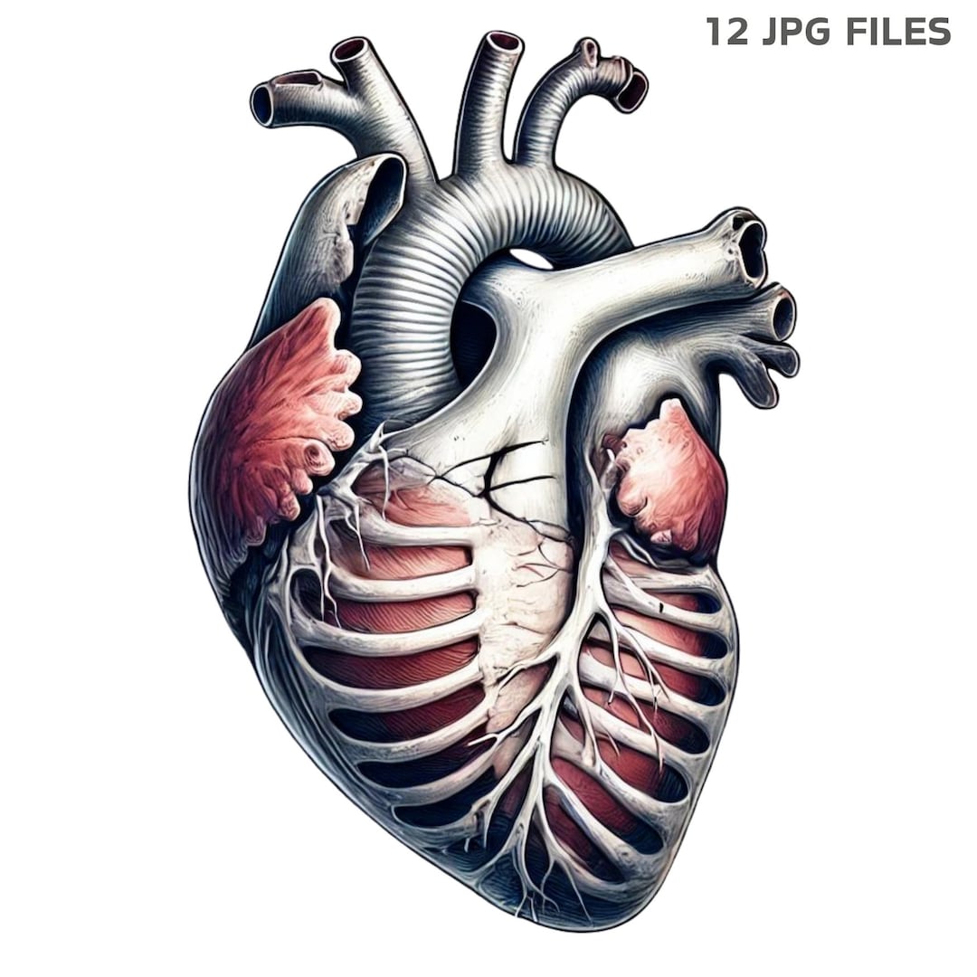 Gothic Valentine Skeleton Heart Clipart Digital Crafting High ...