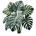 Variegated Monstera Clipart, Jungle Theme Images, Monstera Adansonii ...