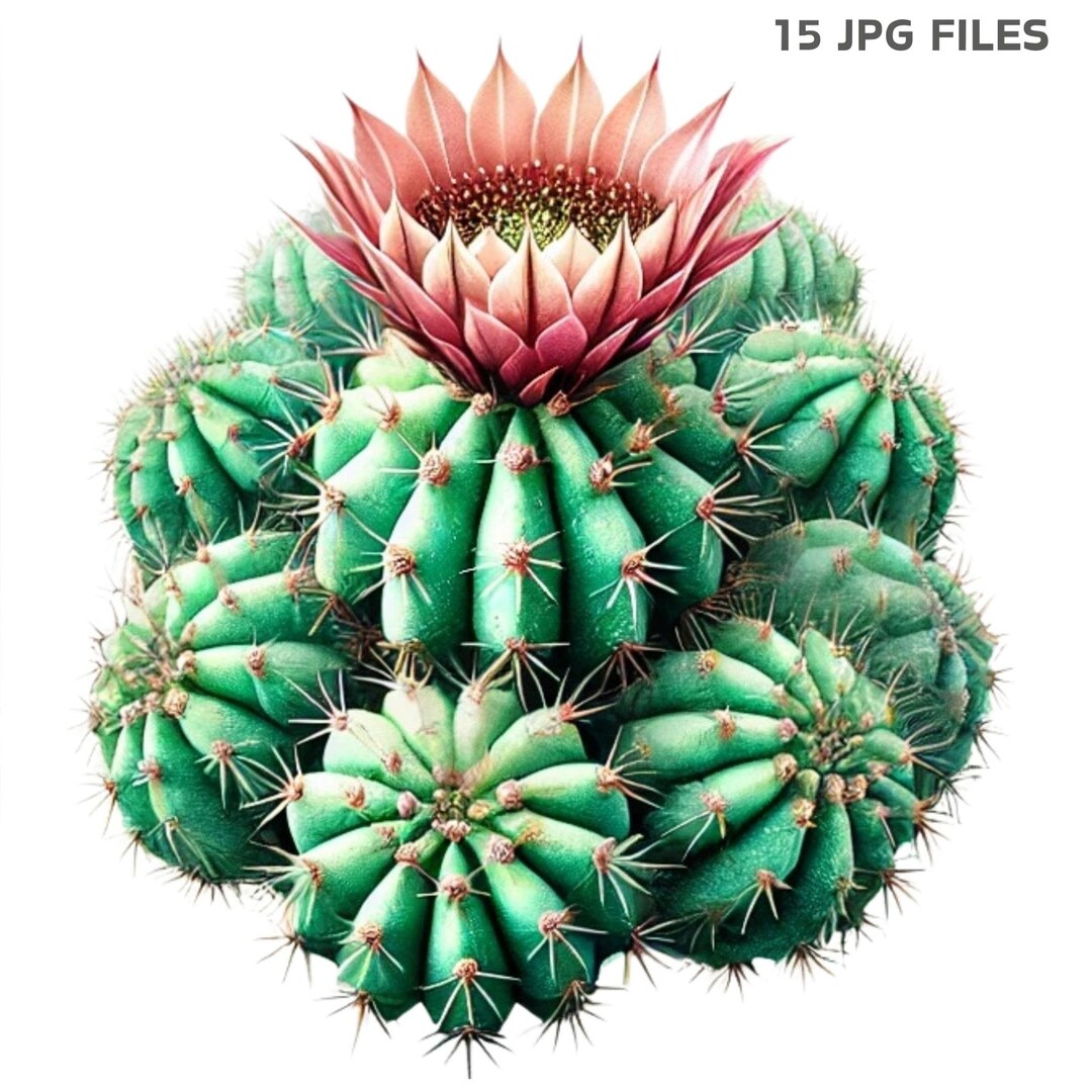 Peyote Cactus, Watercolor Clipart Bundle, Scrapbook Images, Digital ...