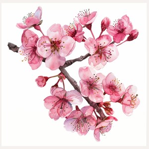 15 Sakura Blossom Clipart Bundle Watercolor Images for Scrapbook ...