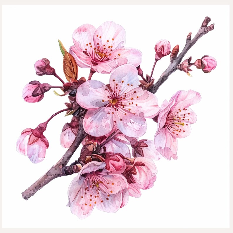 15 Sakura Blossom Clipart Bundle Watercolor Images for Scrapbook ...