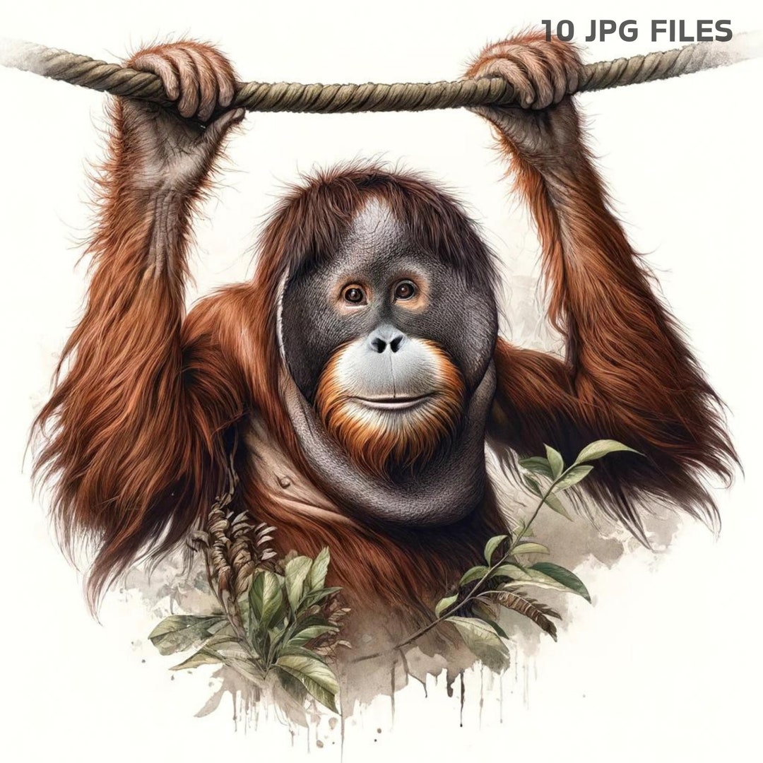 Orangutan Illustration Set for Paper Crafts and Junk Journal, Instant ...
