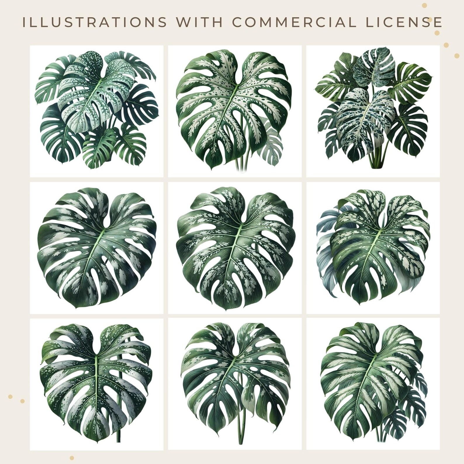 Variegated Monstera Clipart, Jungle Theme Images, Monstera Adansonii ...