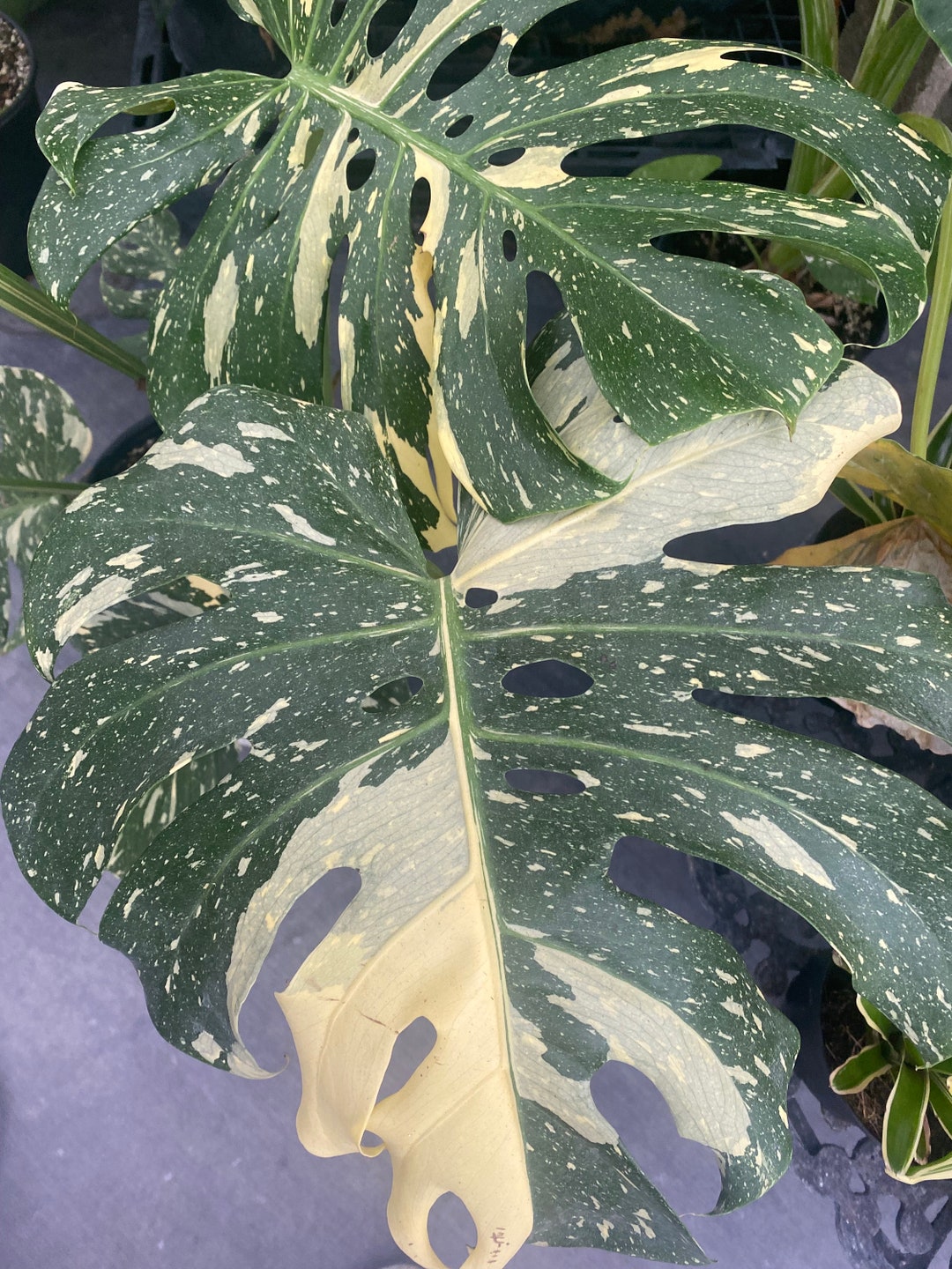 Monstera Thai Special - Etsy