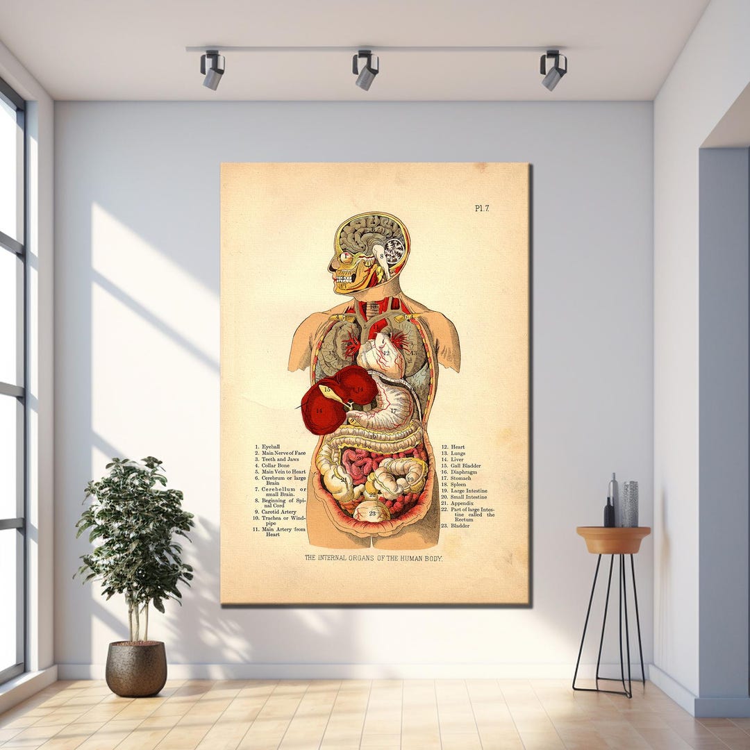 Internal Organs of the Human Body From the Household Physician 1905 ...