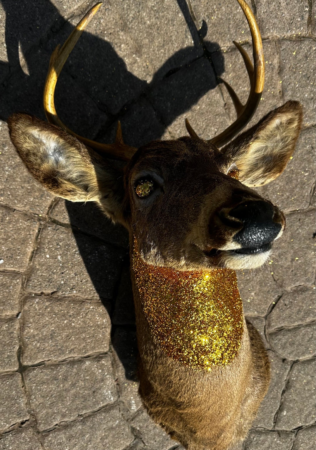 Fancy Buck Mount - Etsy