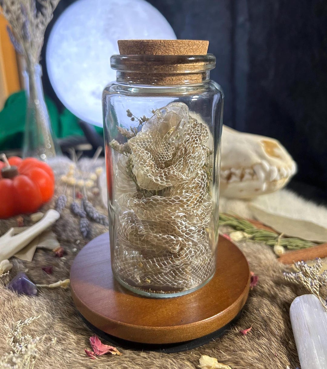 Preserved Rat Snake Shed / Oddities and Curiosities / Cottage-goth ...