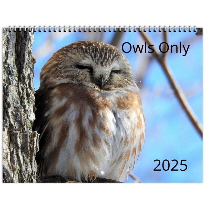 Owl 2025 Calendar - Etsy