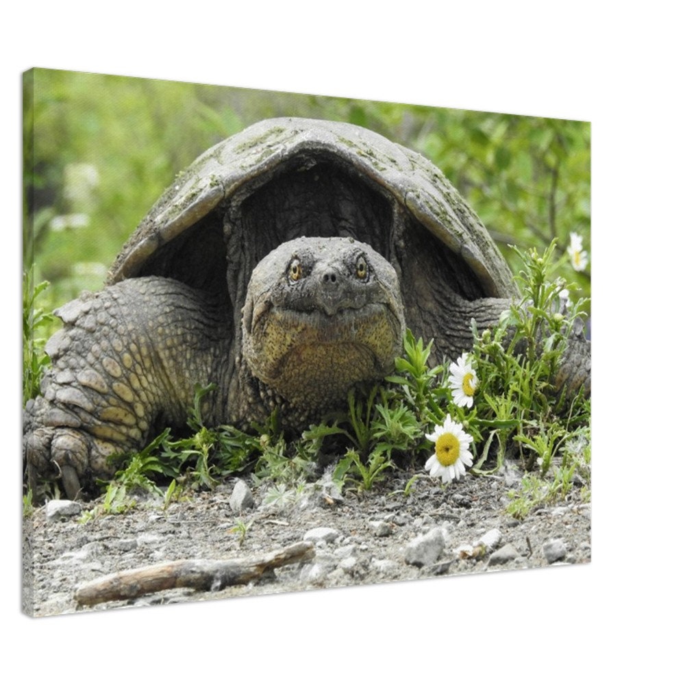 Canvas Print smiling Snapping Turtle - Etsy
