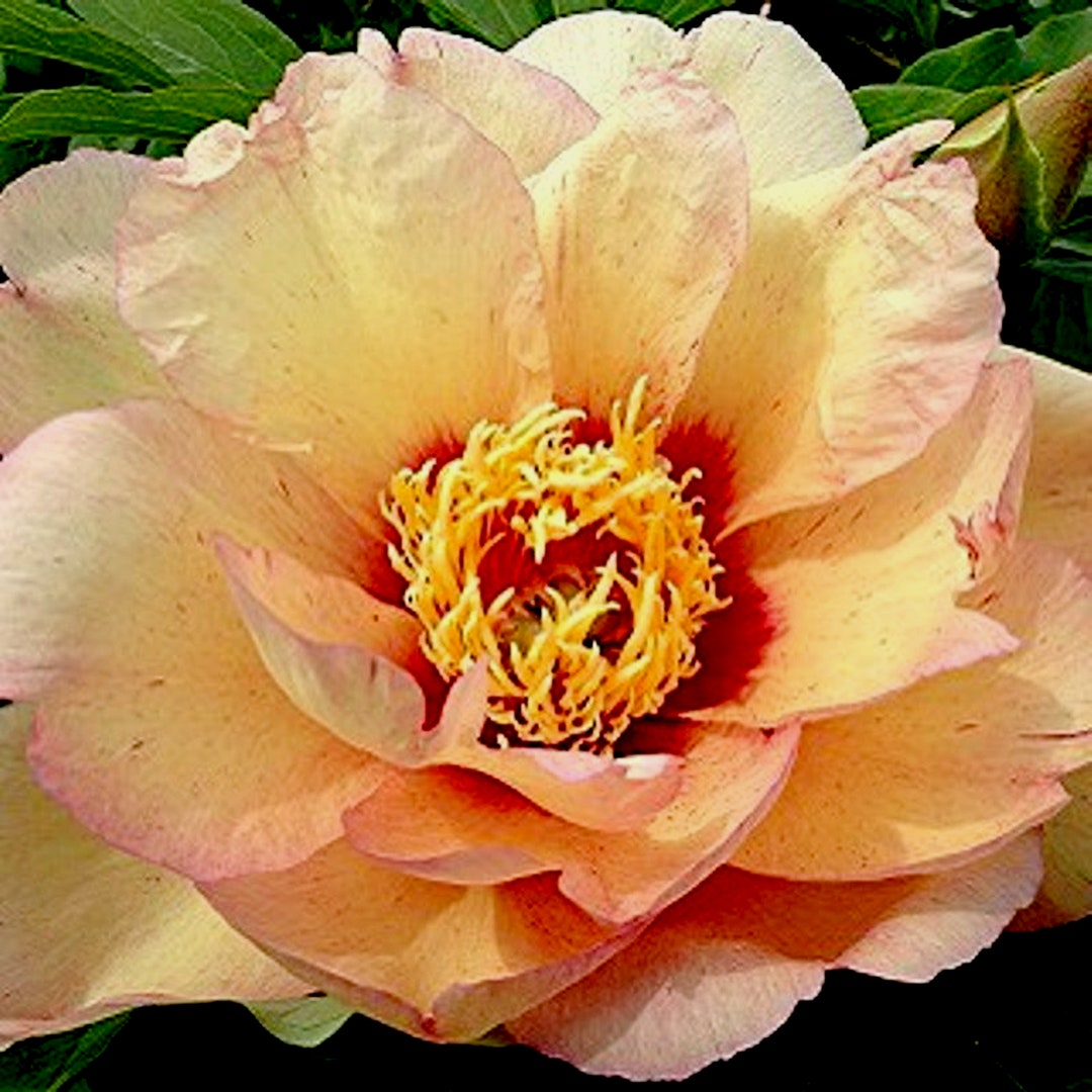 Peony ITOH Callies Memory Bare Roots - Etsy