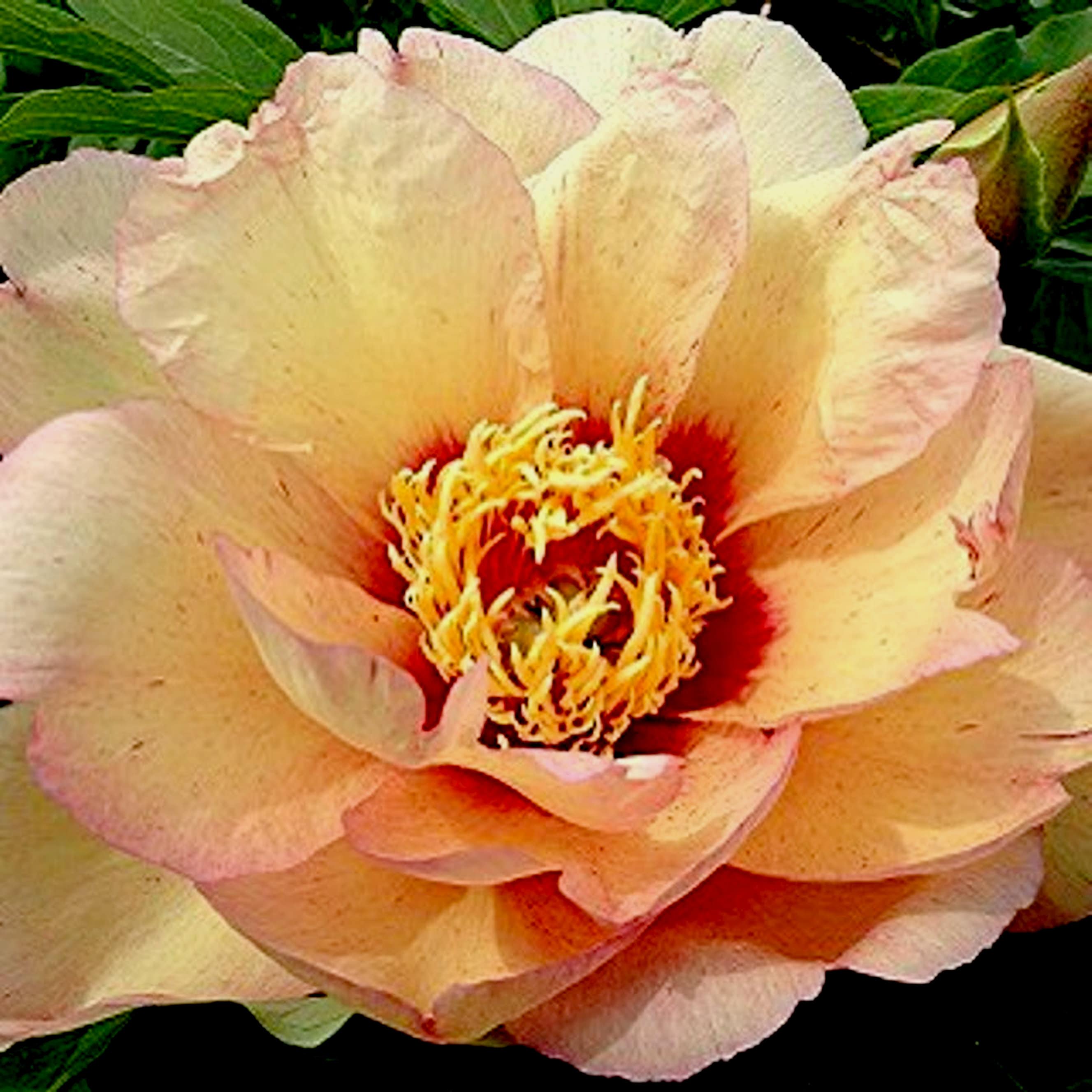 Peony ITOH Callies Memory Bare Roots - Etsy