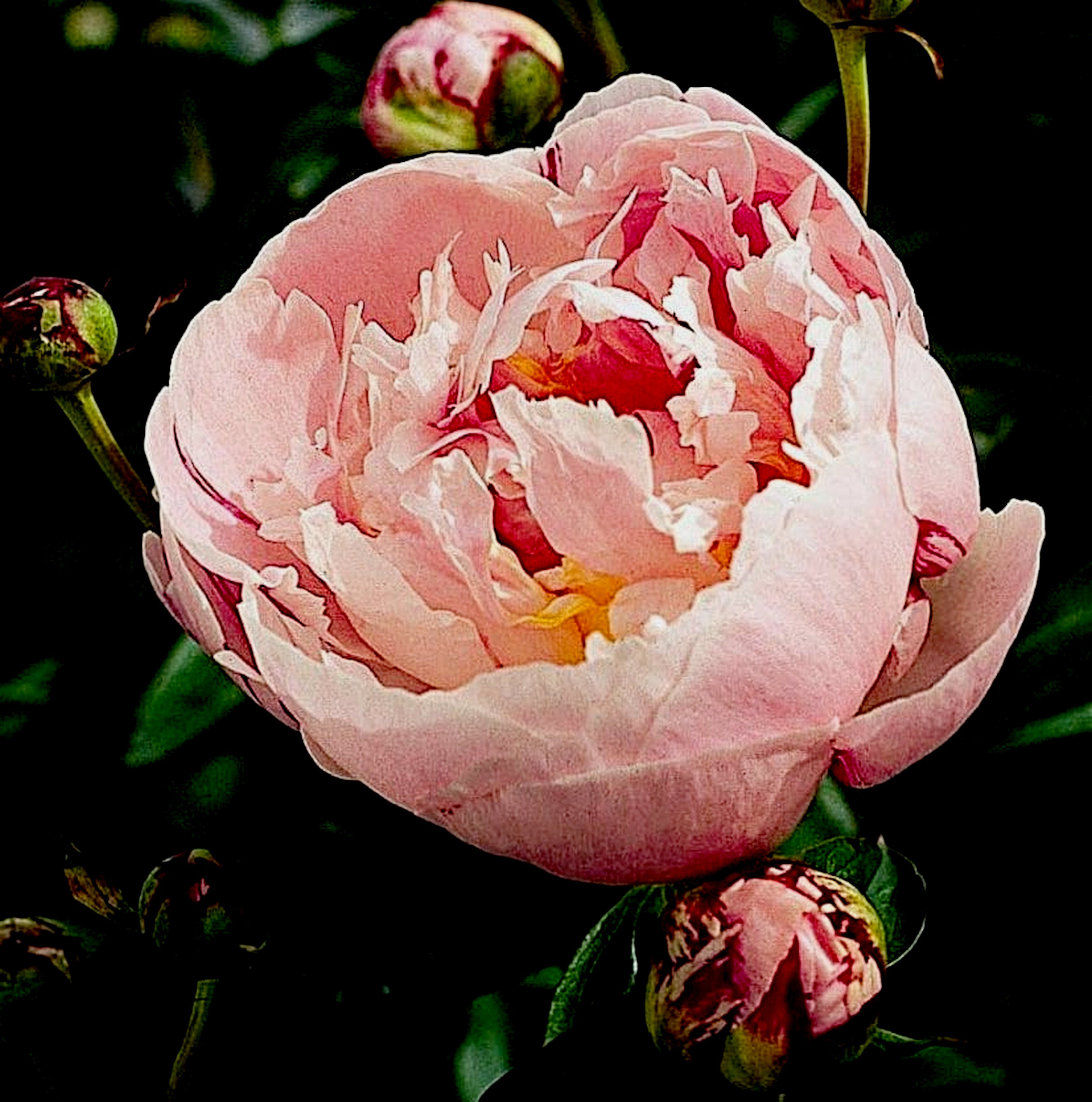 Peony Lady Alexander Duff Bare Roots - Etsy