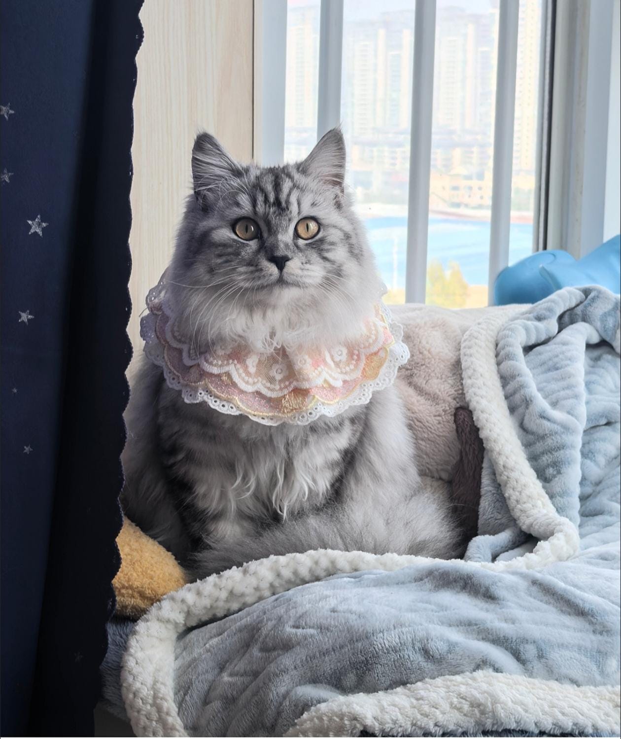 Handmade Rose and Lace Collar for Pet Cats and Dogs, Pet Party, Wedding ...