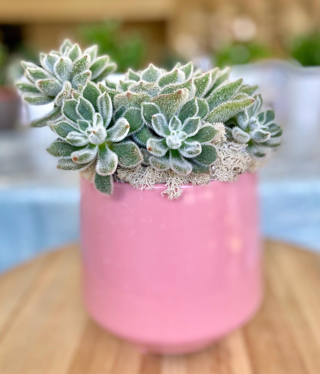 Easy Care Plant Gift Optional Thank You Keychain Echeveria Setosa Pink ...