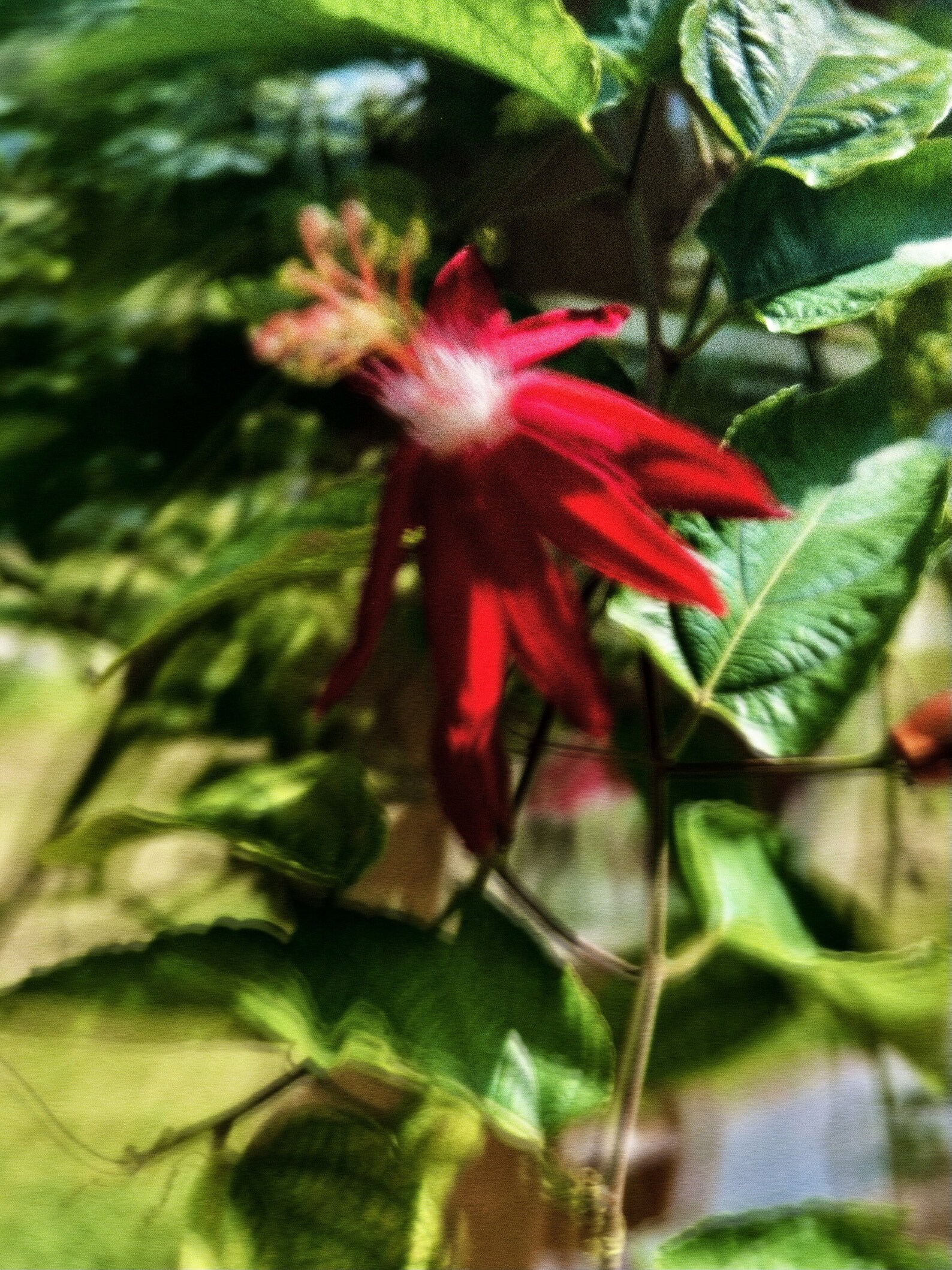 Passion Flower in Red - Poster Art - Etsy