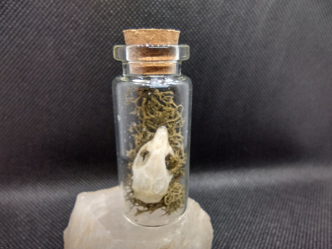 Real Mouse Skull in Glass Vial - Etsy