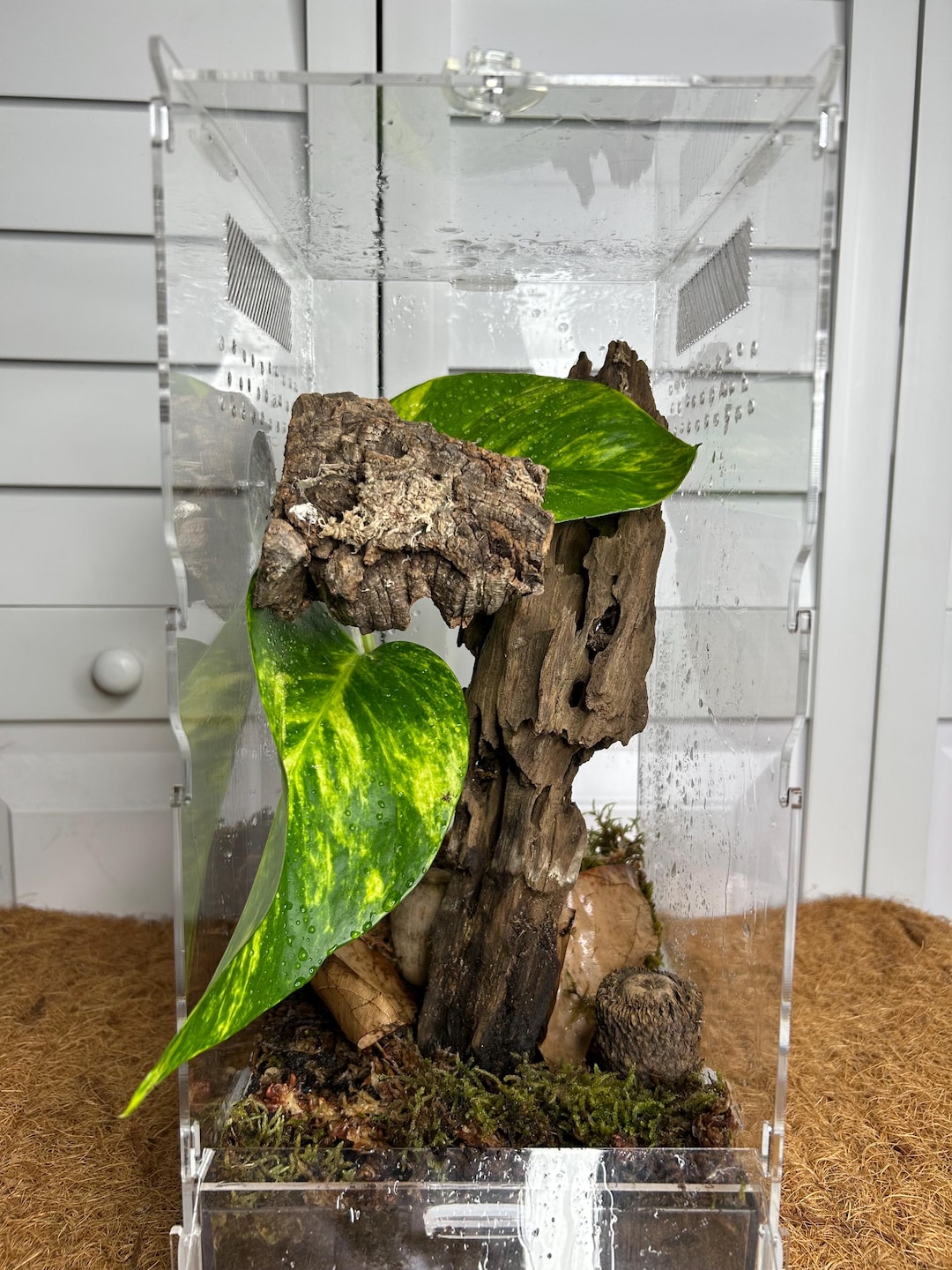 Ecovibe Basic Bioactive Kit | Arboreal Terrarium | Jumping Spider ...