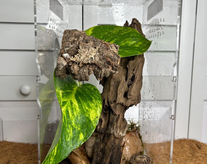 Ecovibe Basic Bioactive Kit | Arboreal Terrarium | Jumping Spider ...