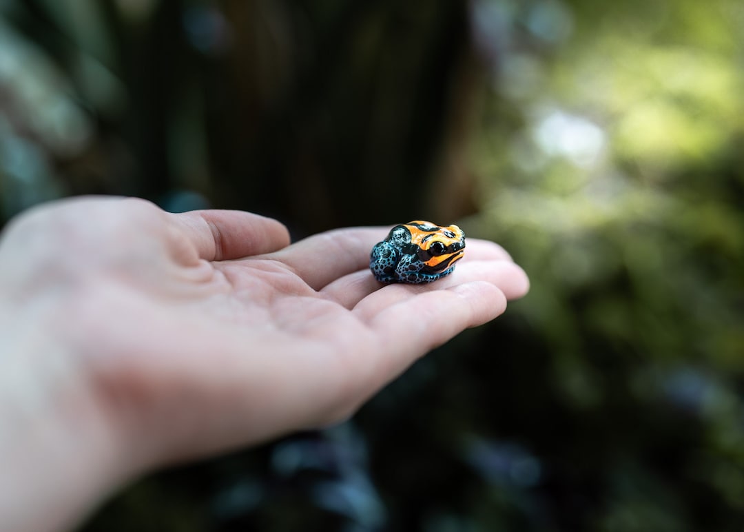 Mini Poison Dart Frog Polymer Clay Sculpture, Poison Dart Frog Painted ...