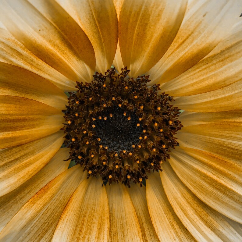 Digital Sunflower Photo - Etsy
