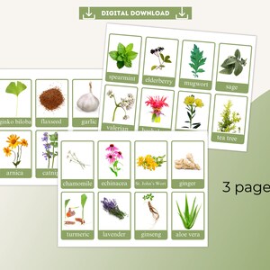 Medicinal Herb Flashcards: Nature Study, Homeschool Printable (PDF) - Etsy