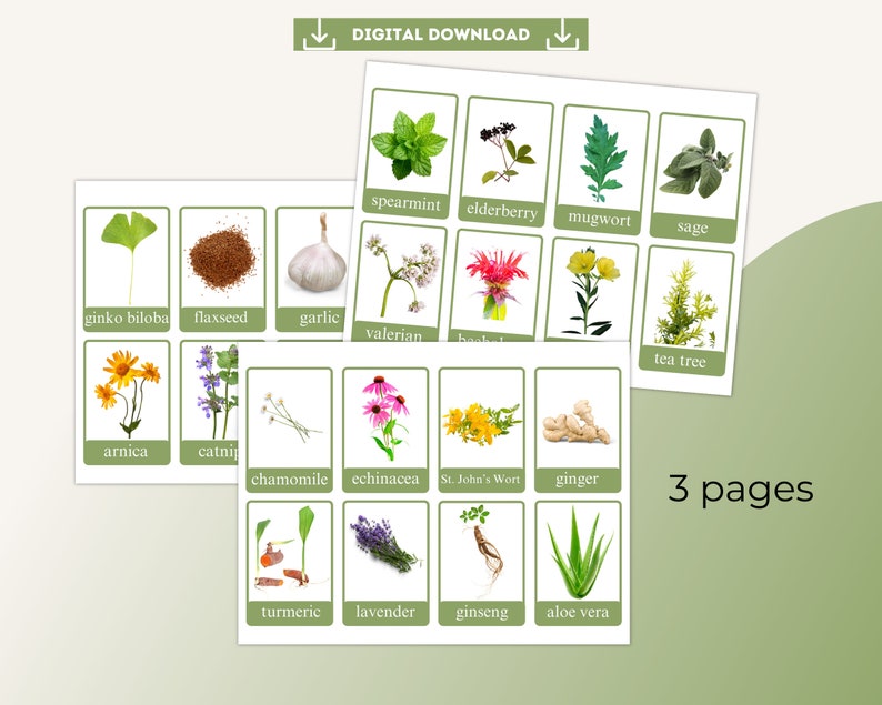 Medicinal Herbs & Plants Identification Cards for Kids; Printable ...