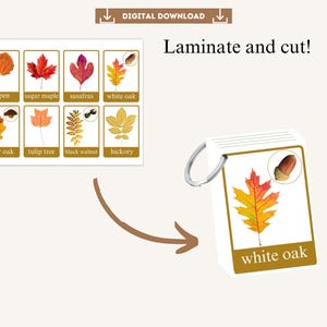 Fall Tree Leaf Identification Cards: Montessori Homeschool Nature Study ...