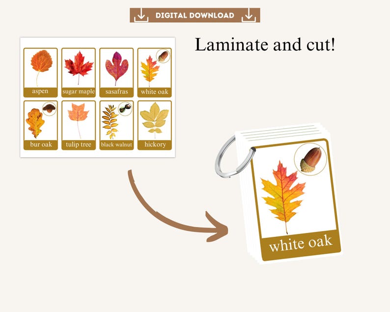 Fall Tree Leaf Identification Cards: Montessori Homeschool Nature Study ...