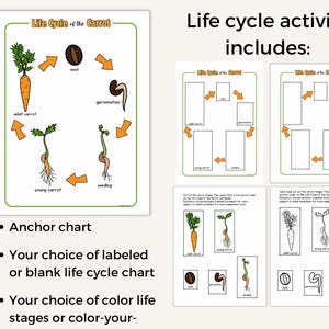Carrot Cycle Printables; 3 Gardening Learning Activities for Kids; Life ...