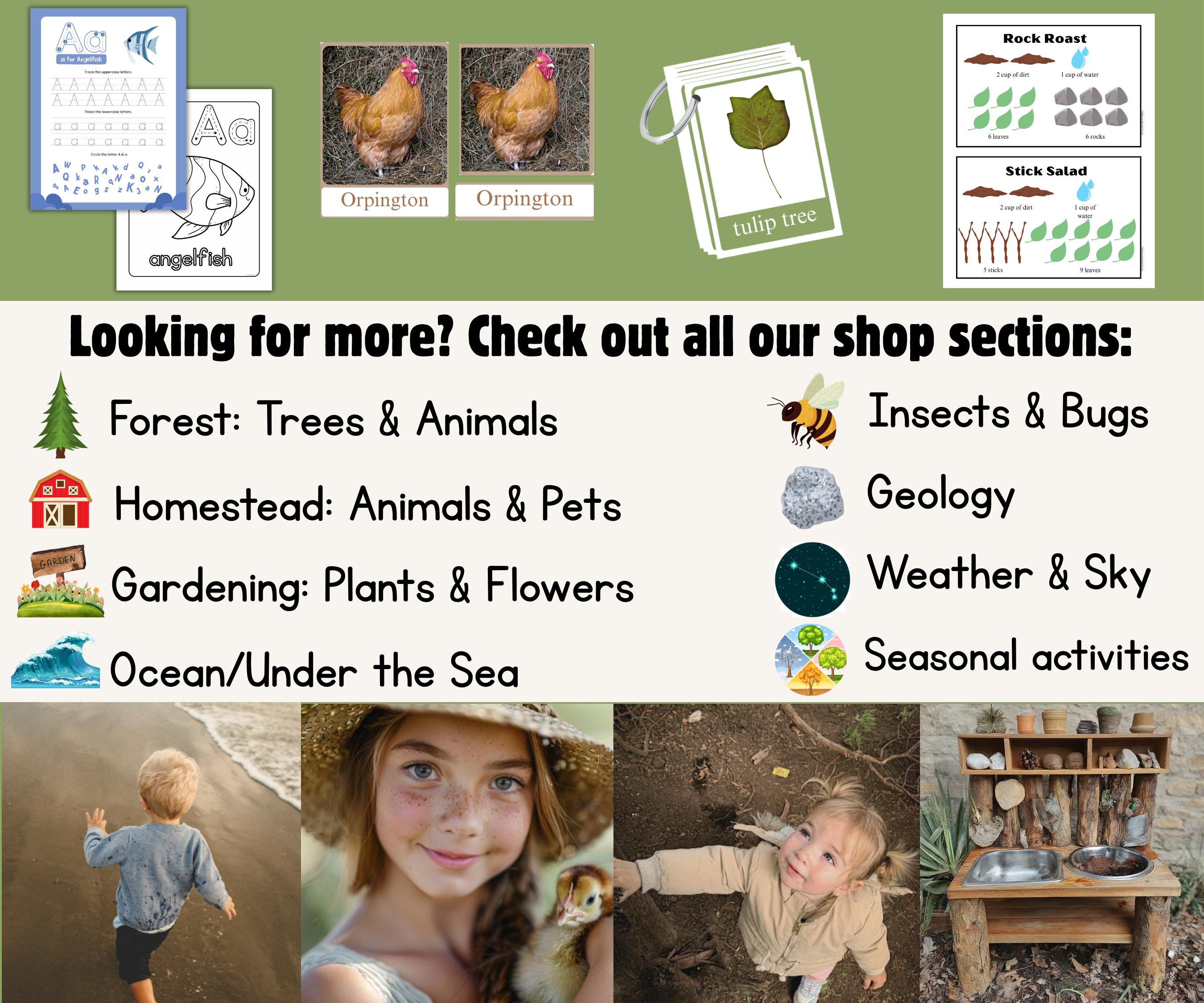 Frog & Toad Learning Activities: Homeschool Science Flashcards (PDF) - Etsy