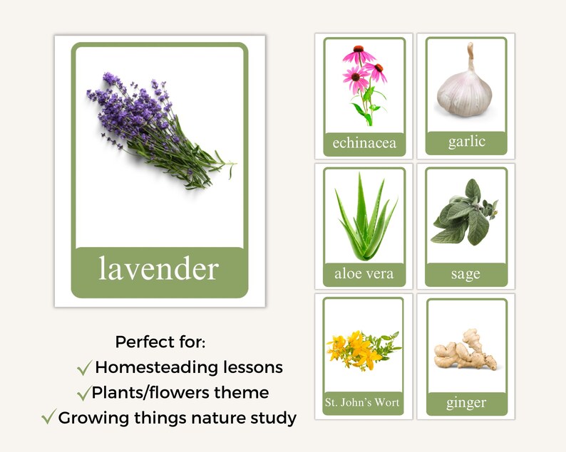 Medicinal Herbs & Plants Identification Cards for Kids; Printable ...