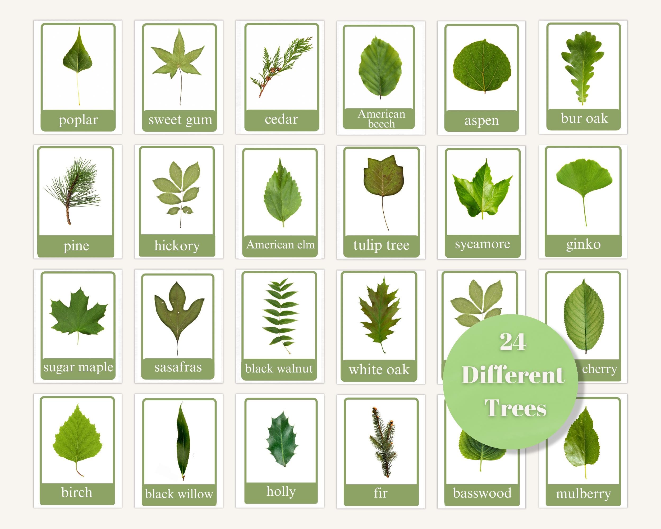 Tree Leaf Identification Cards: Montessori Homeschool Field Guide (PDF ...