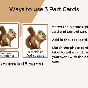 Acorns & Squirrels: Anatomy and Life Cycle; Science Worksheets for Pre ...