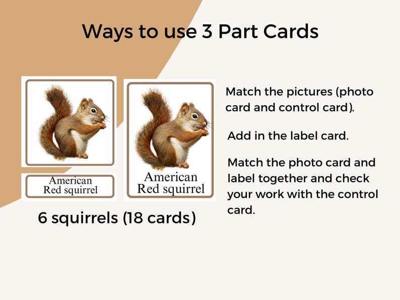 Acorns & Squirrels: Anatomy and Life Cycle; Science Worksheets for Pre ...