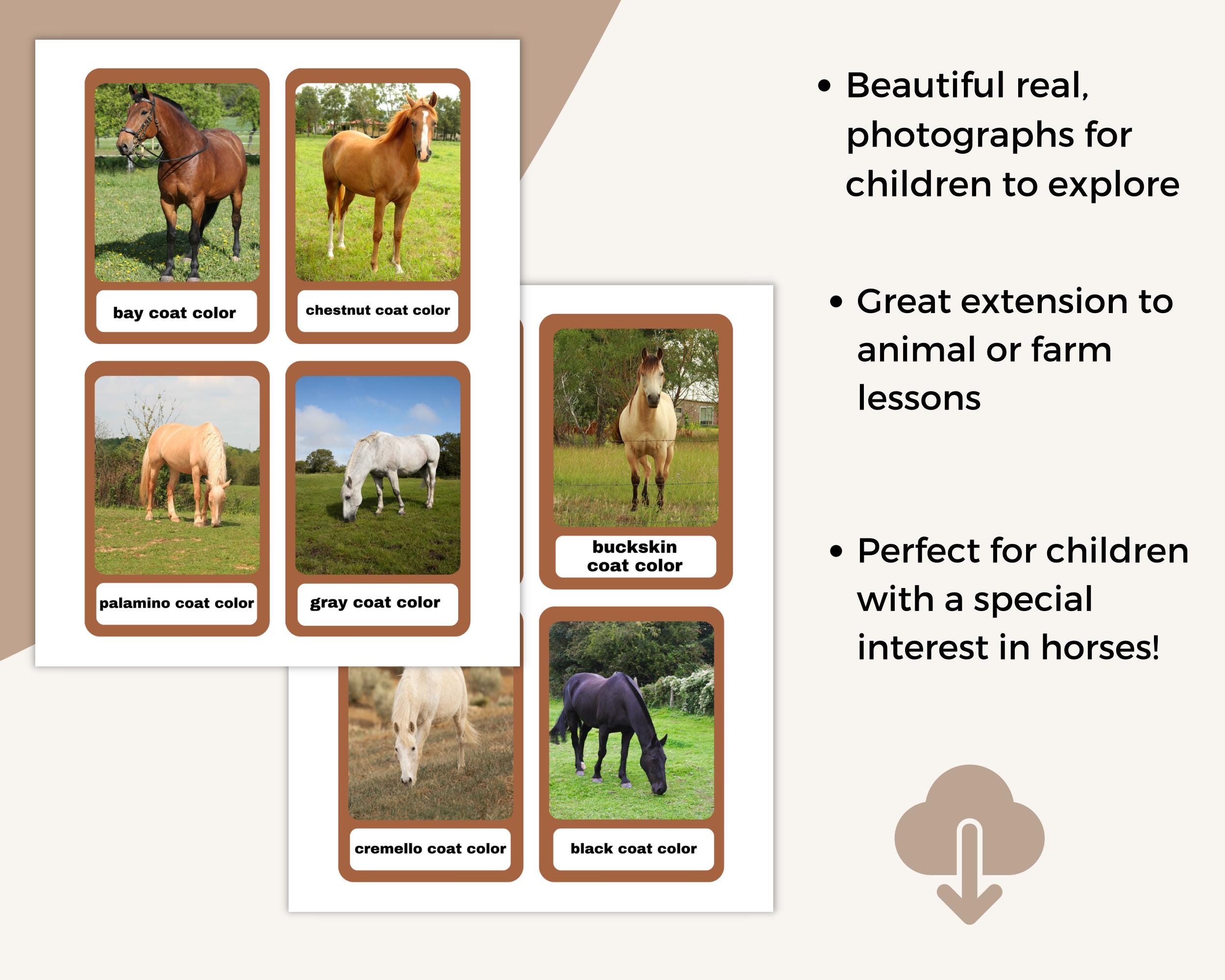 Horse Colors Flashcards for Kids; Horse Markings & Coat Colors Flash ...