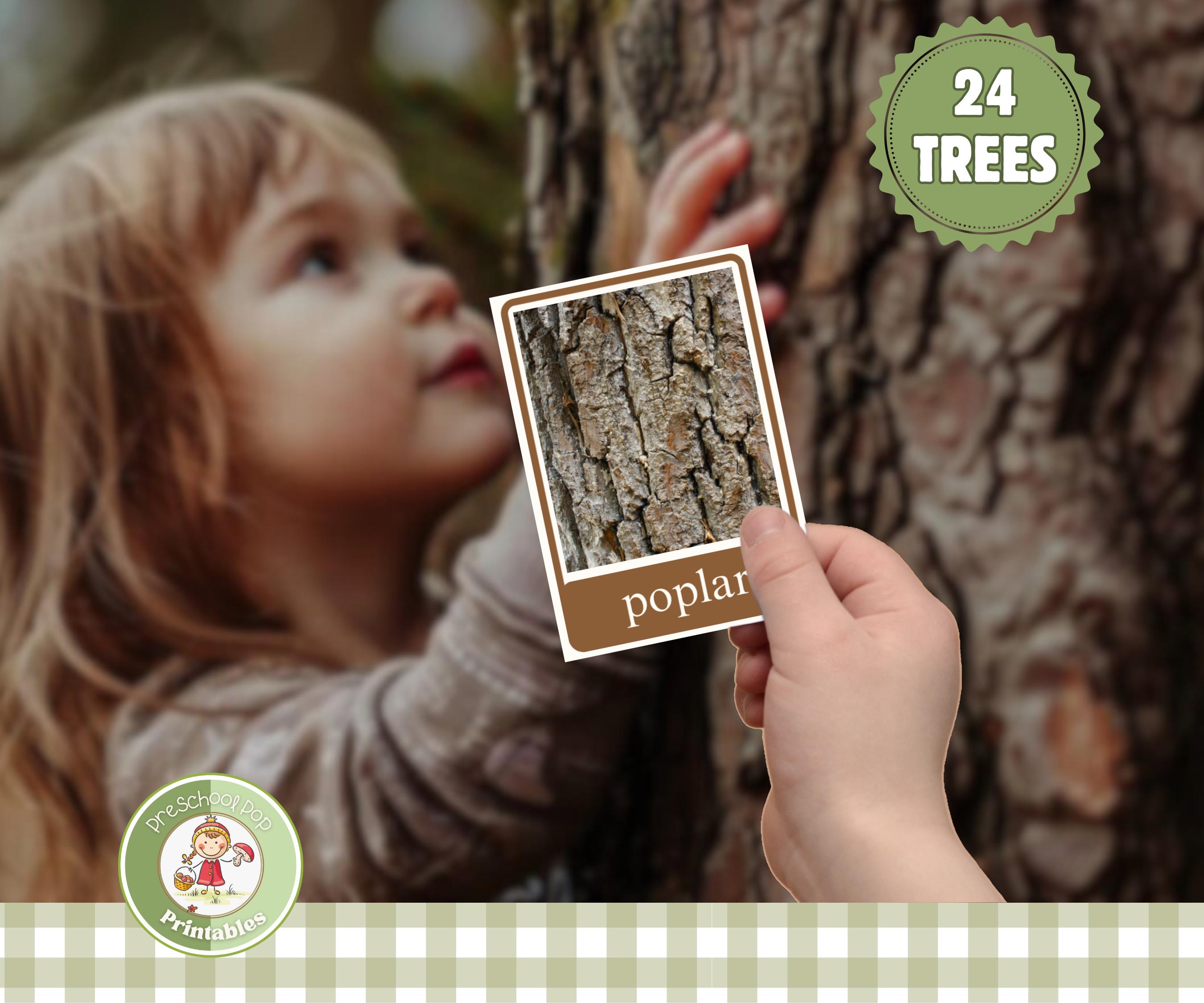 Tree Bark Identification Cards: Montessori Homeschool Nature Study ...