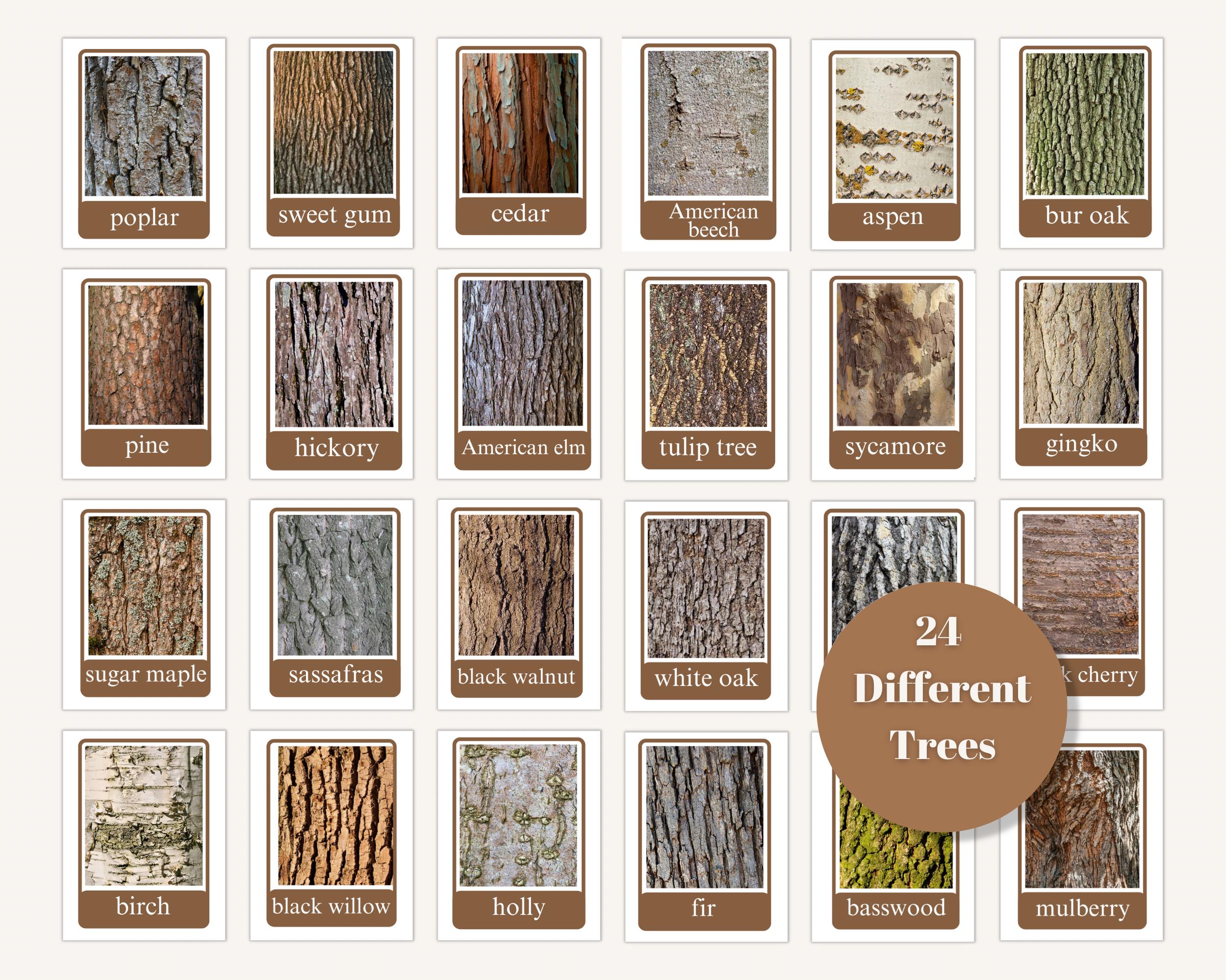 Tree Identification Flashcards for Kids: Leaf & Bark Photos (PDF) - Etsy