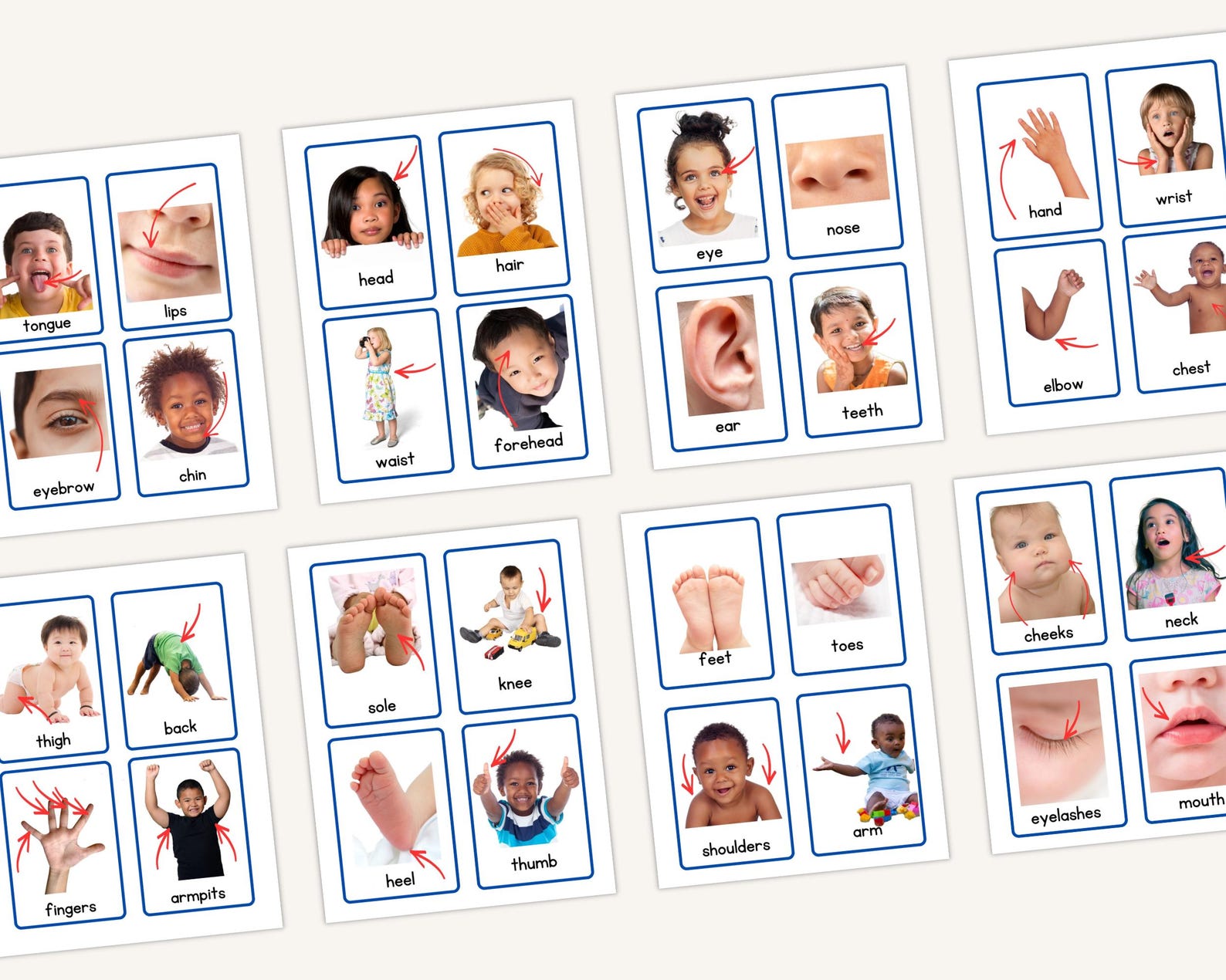 Body Parts Flashcards: Anatomy Montessori Cards for Toddlers (PDF) - Etsy