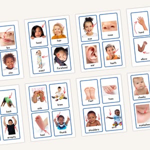 Names of Body Parts Flashcards; Printable Human Body, Anatomy ...