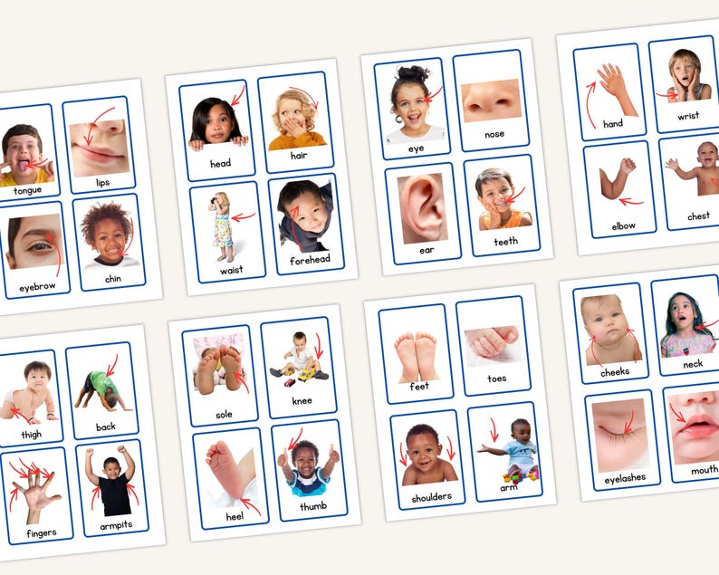Names of Body Parts Flashcards; Printable Human Body, Anatomy ...