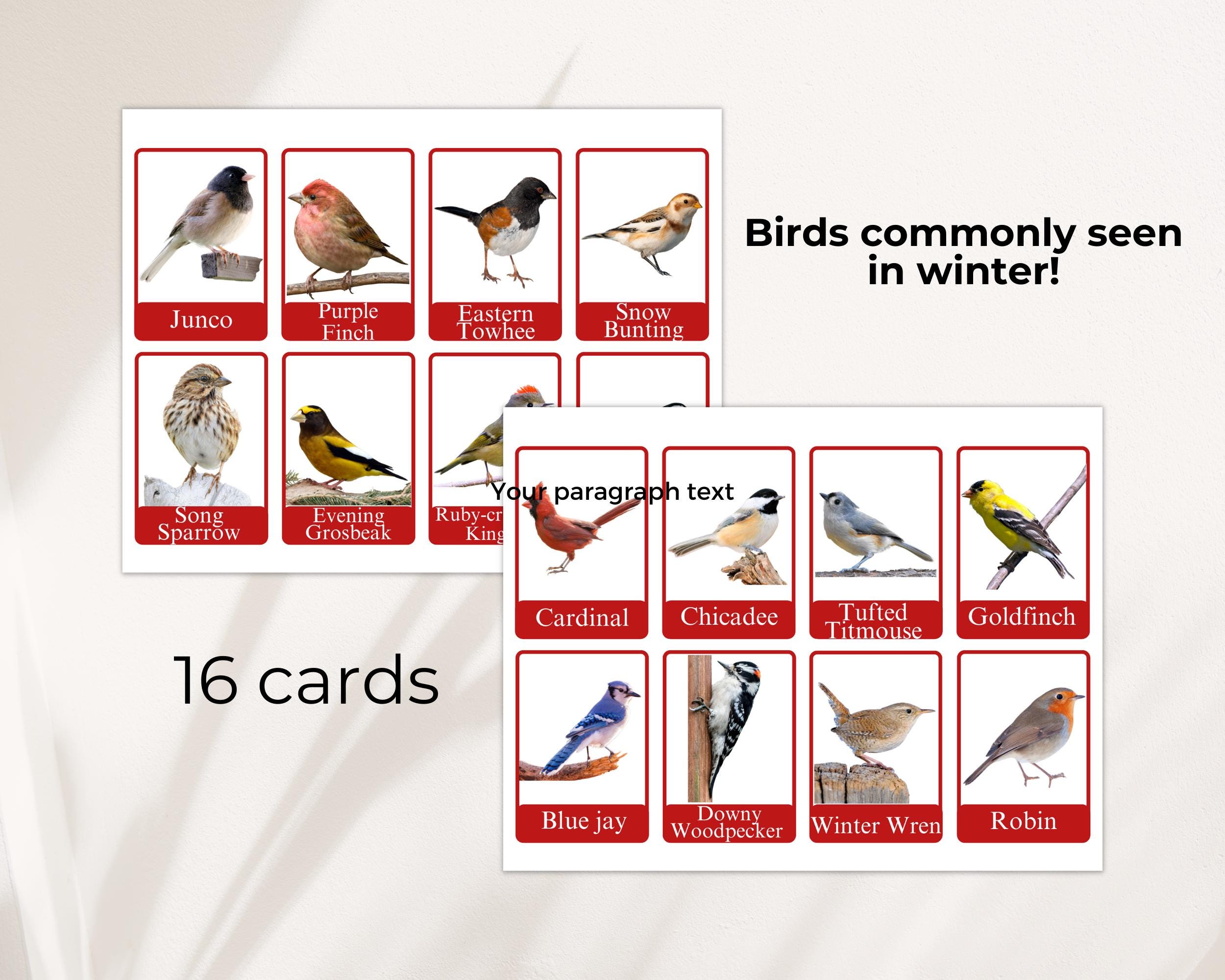 Winter Birds ID Cards: Montessori Homeschool Nature Unit (PDF) - Etsy