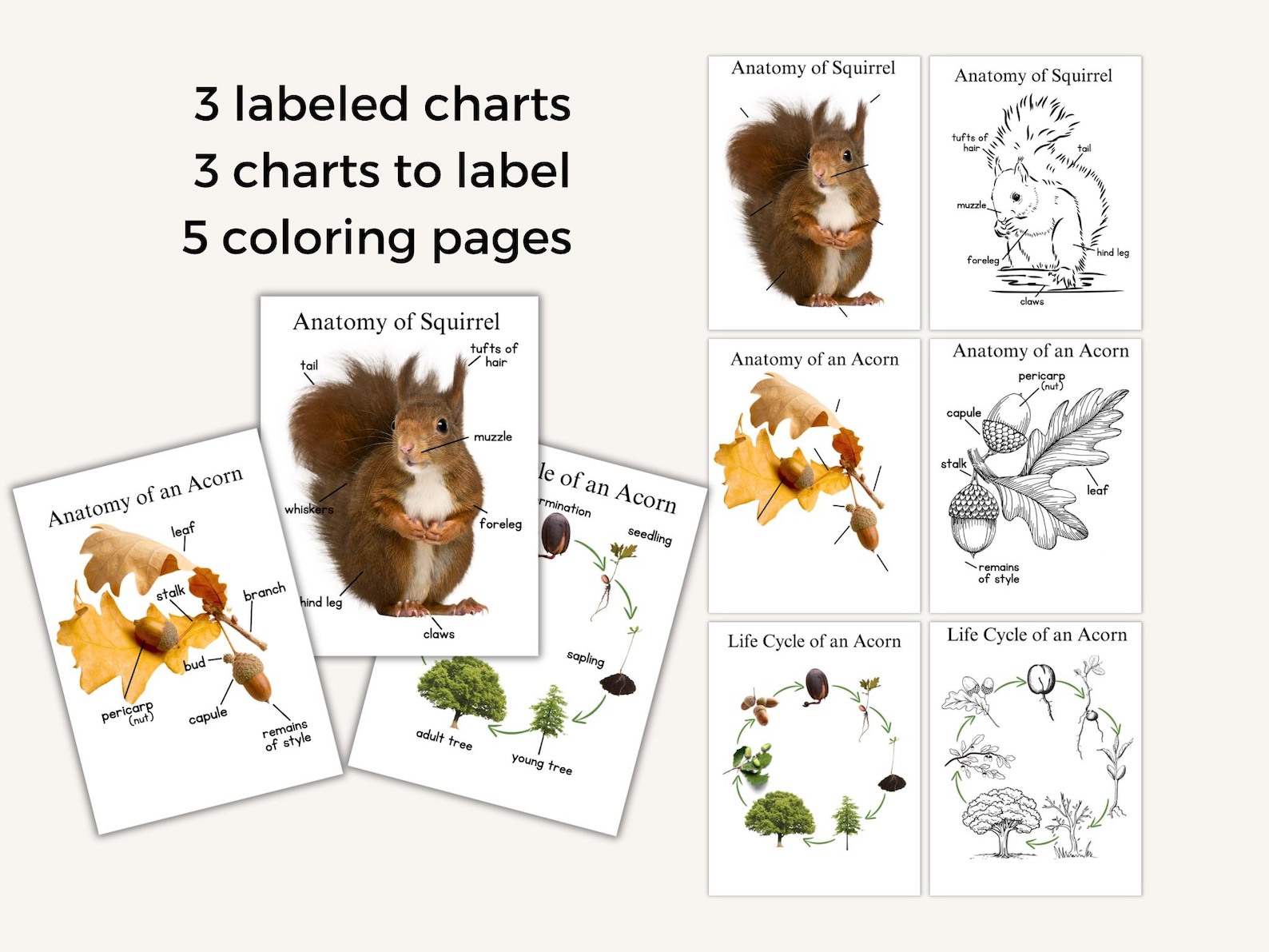 Squirrel & Acorn Anatomy Flashcards: Montessori Homeschool Worksheets ...
