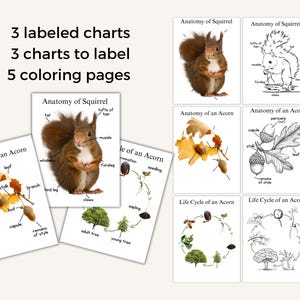 Acorns & Squirrels: Anatomy and Life Cycle; Science Worksheets for Pre ...