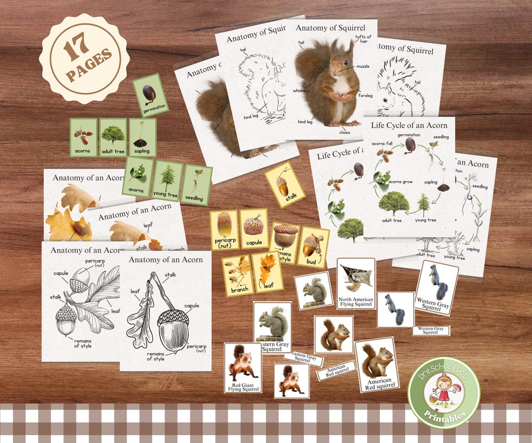 Squirrel & Acorn Anatomy Flashcards: Montessori Homeschool Worksheets ...